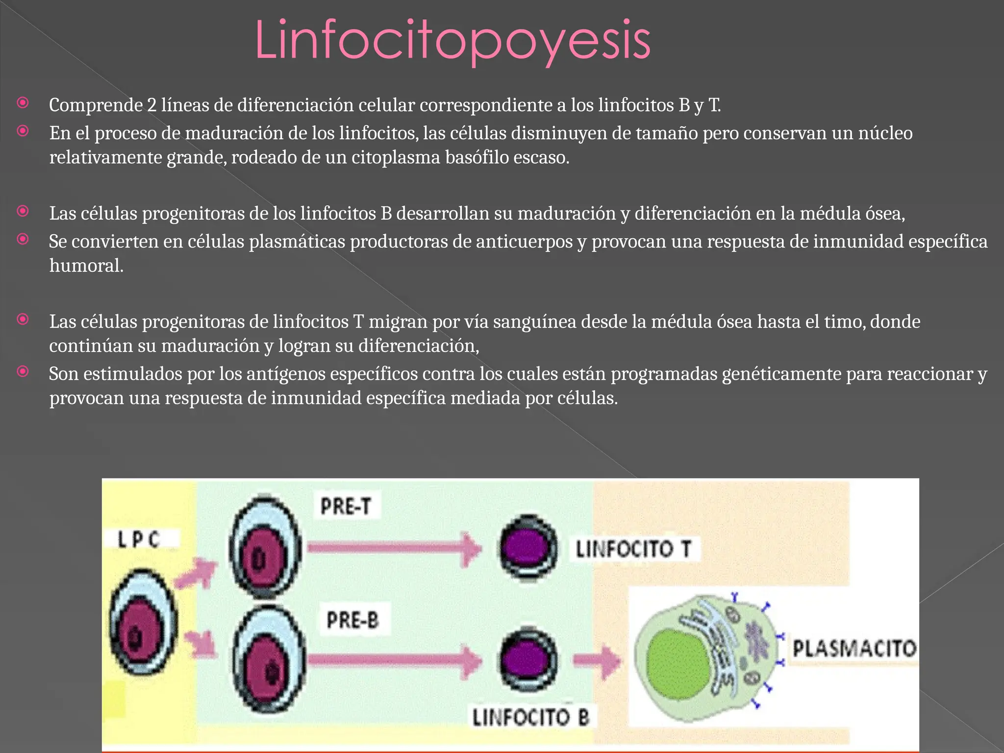 Tejido Hematopoyético Y Hematopoyesis Pptx