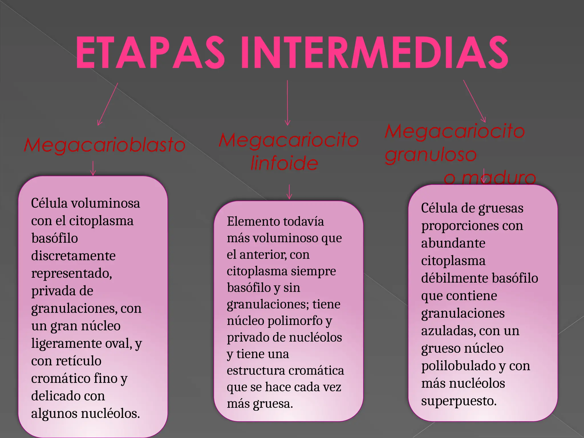 Tejido Hematopoyético Y Hematopoyesis Pptx