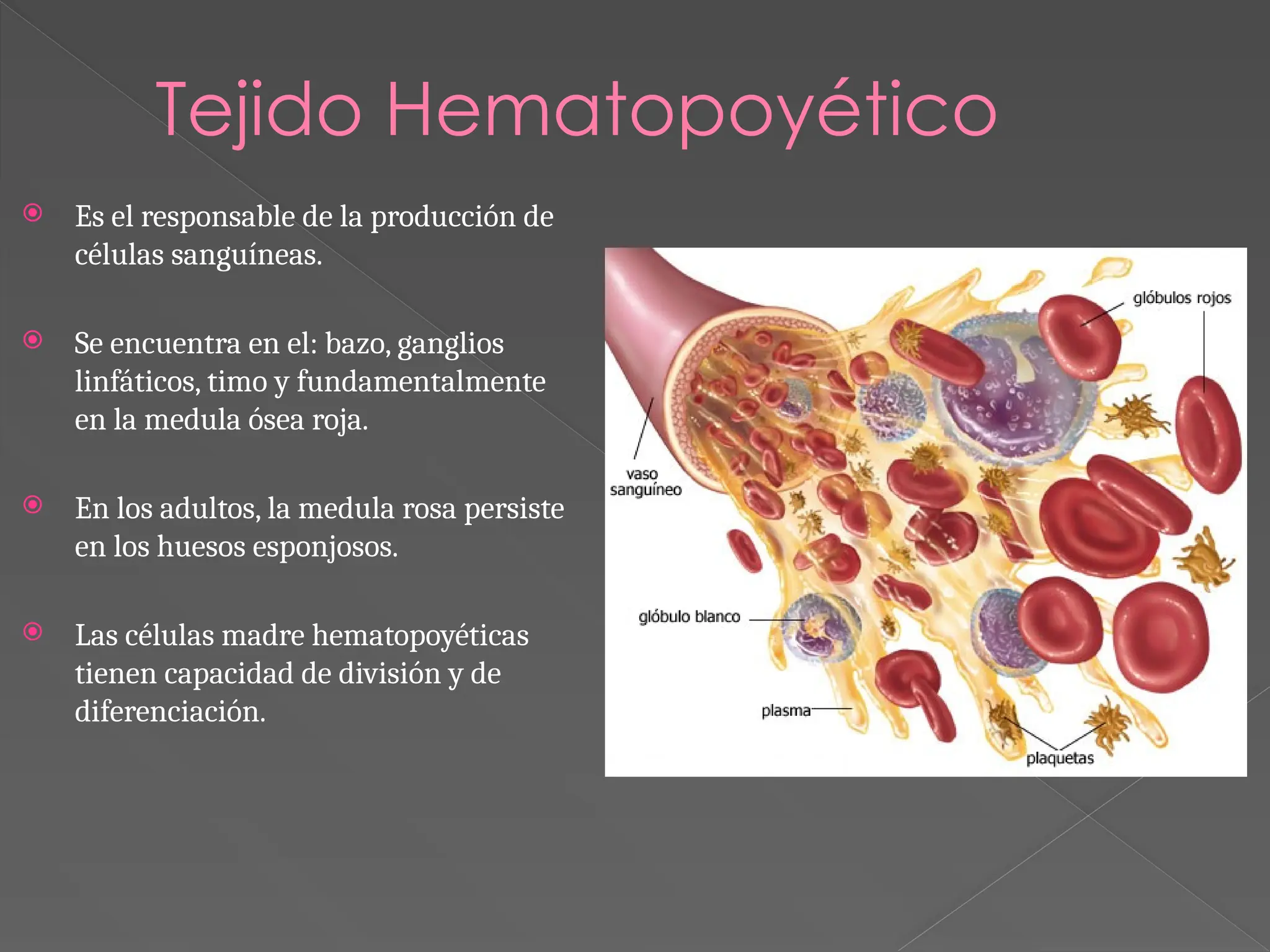 Tejido Hematopoyético Y Hematopoyesis Pptx