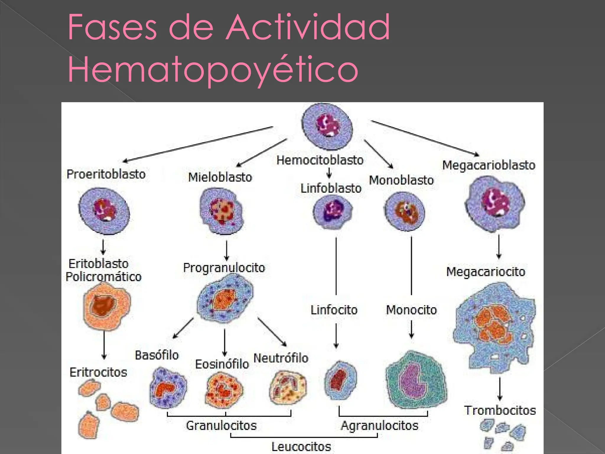 Tejido Hematopoyético Y Hematopoyesis Pptx