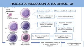 HEMATOPOYESIS DE HEMATOLOGIA MUY IMPORTANTE | PPTX