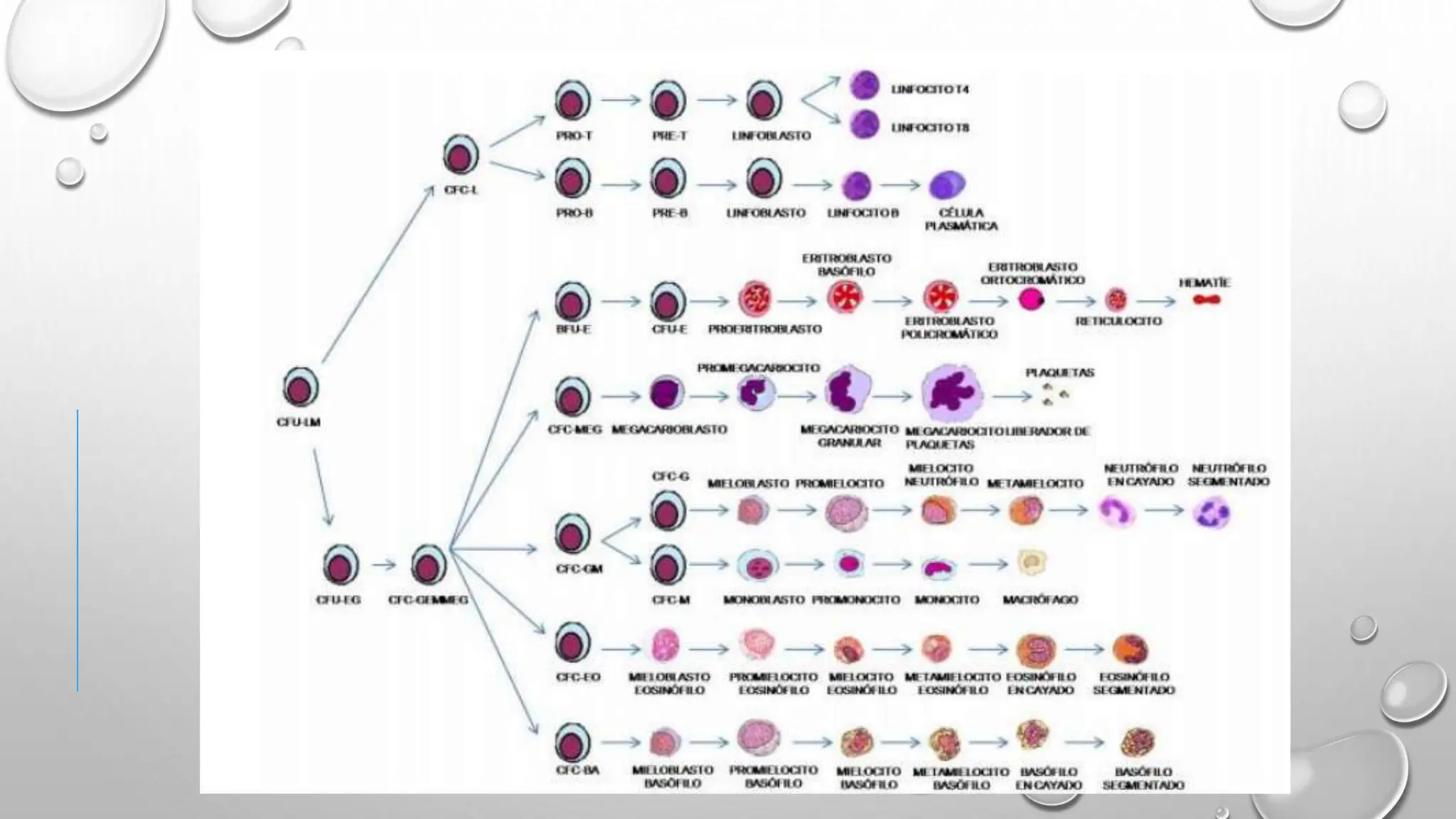 Hematopoyesis Hematopoyesis Hematopoyesis Pptx