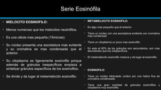 Hematopoyesis, granulopoyesis | PPT