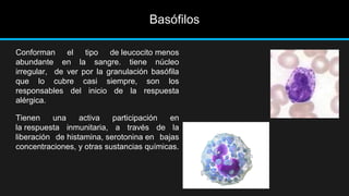 Hematopoyesis, granulopoyesis | PPT
