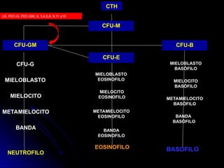 HEMATOPOYESIS INDUCCION A LA HEMATOLOGIA BASICA.ppt