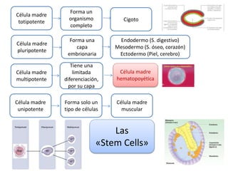 Hematopoyesis | PPTX