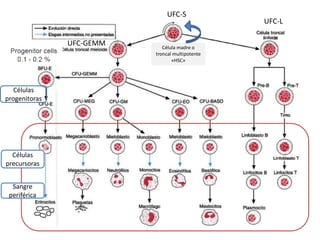 Hematopoyesis Pptx