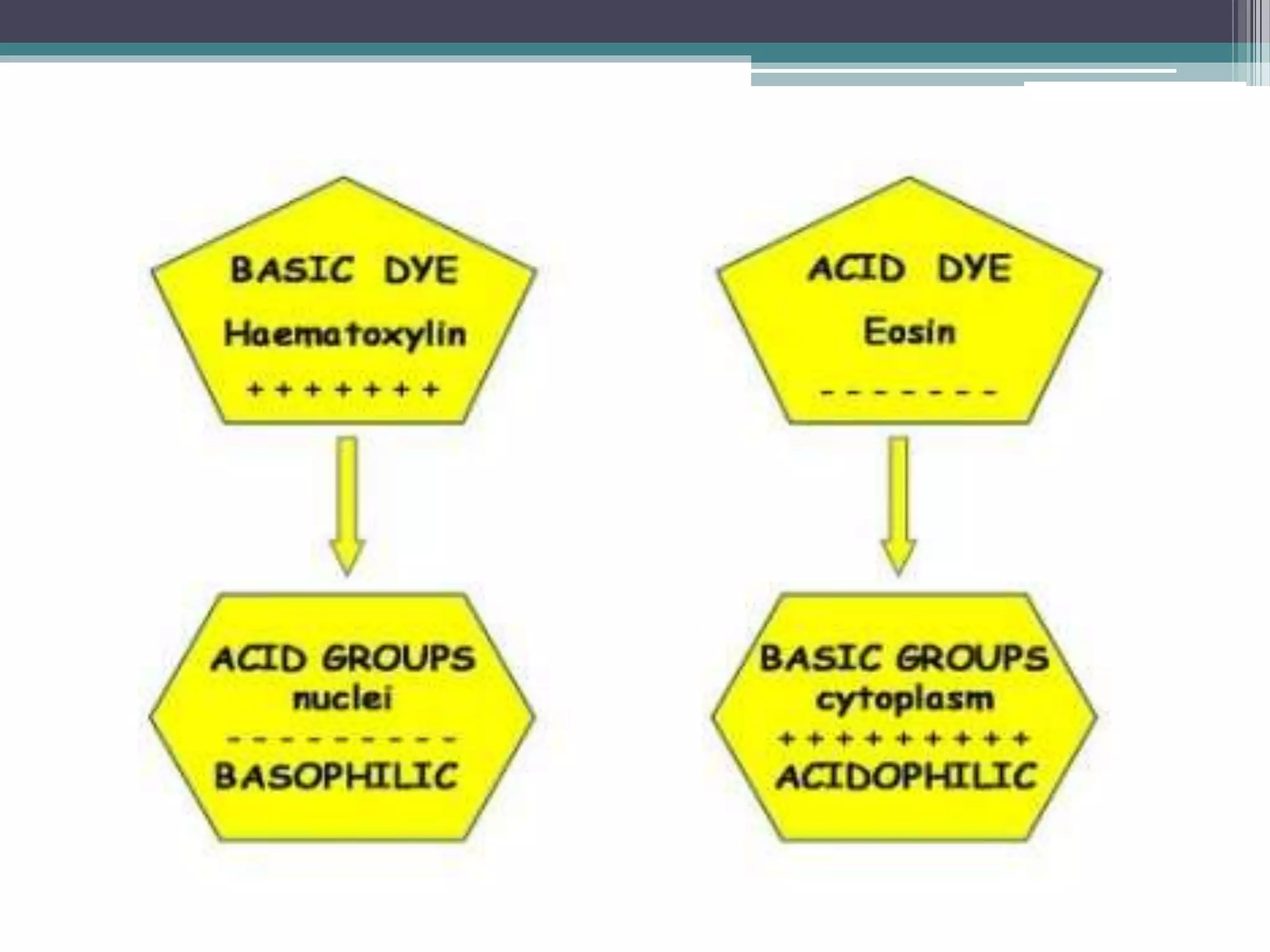 Hematoxylin and eosin staining | PPTX