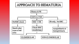 Hematuria - definition, types, risk factors, classification, etiology ...
