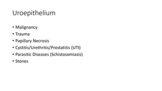Approach to Hematuria | PPTX