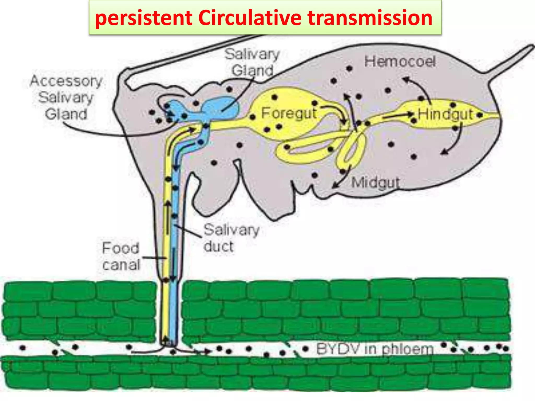 Transmission of plant virus | PPTX