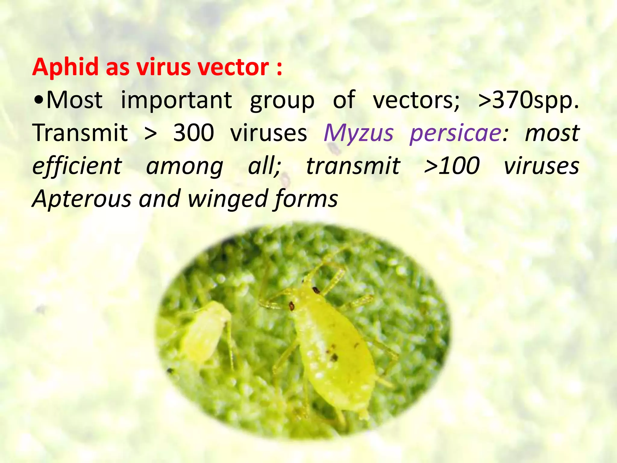 Transmission of plant virus | PPTX