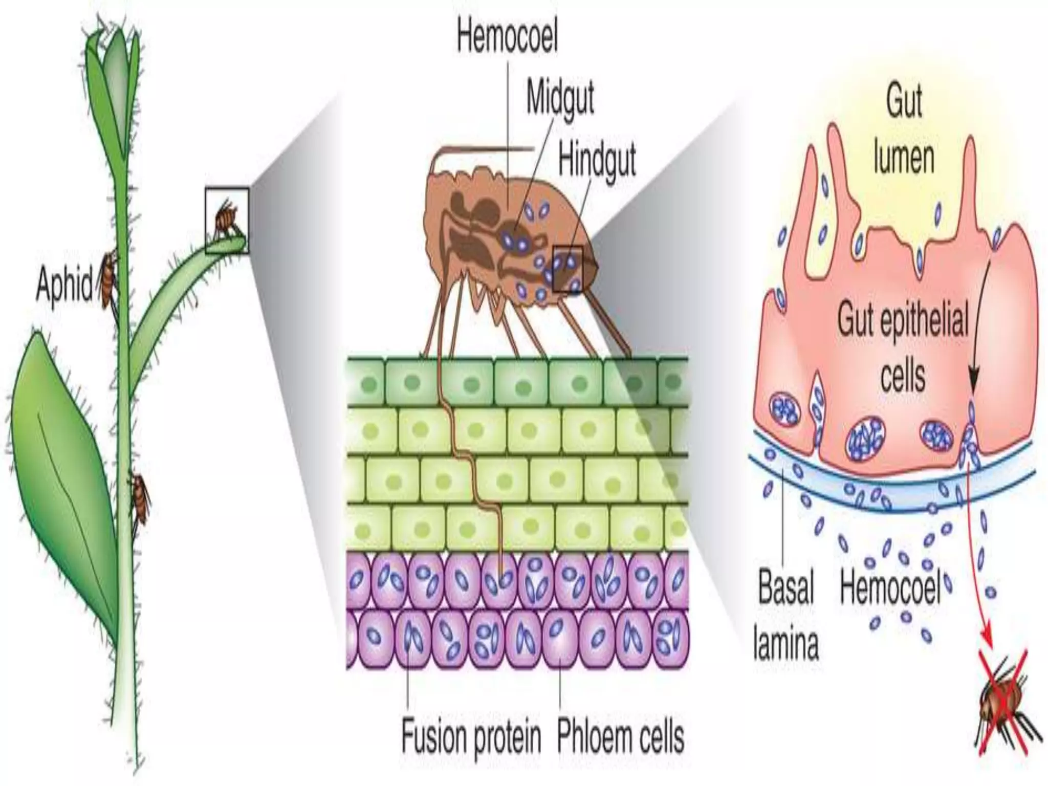 Transmission of plant virus | PPTX