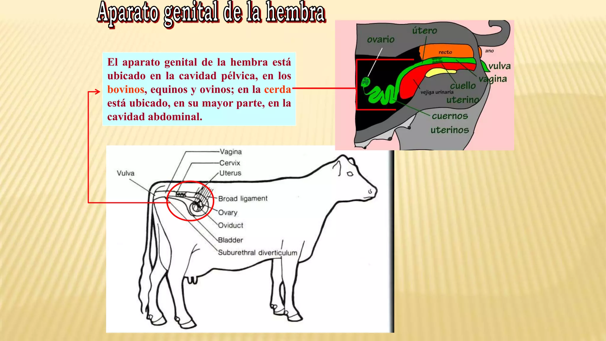 Aparato Reproductor femenino | PPTX