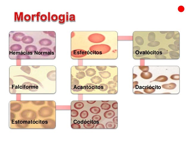 Hemácias Revisão Completa