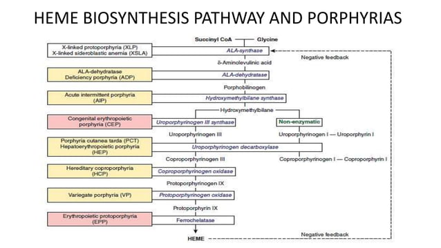 Heme biosynthesis & porphyria | PPTX