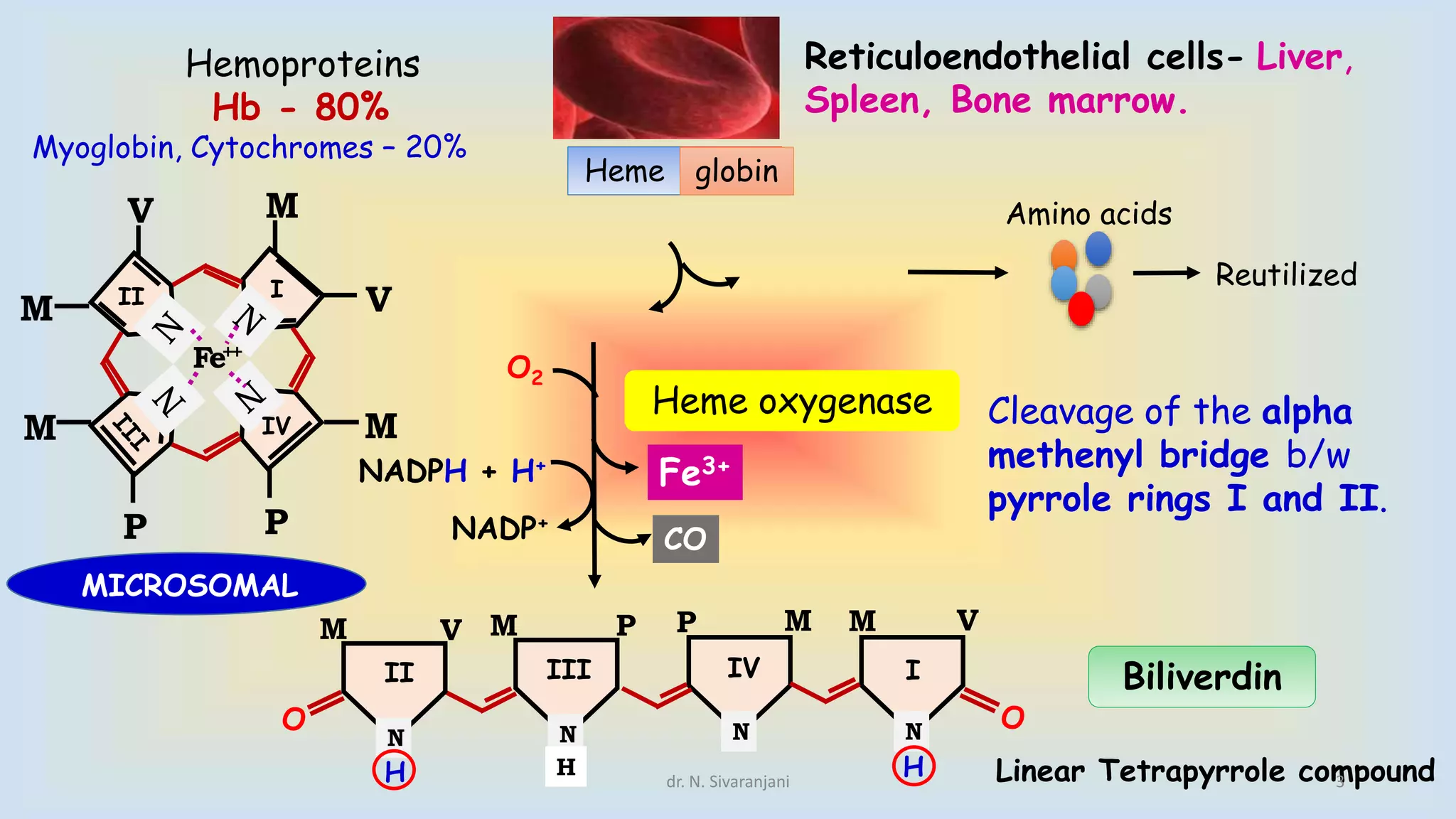 Heme catabolism and jaundice | PPSX