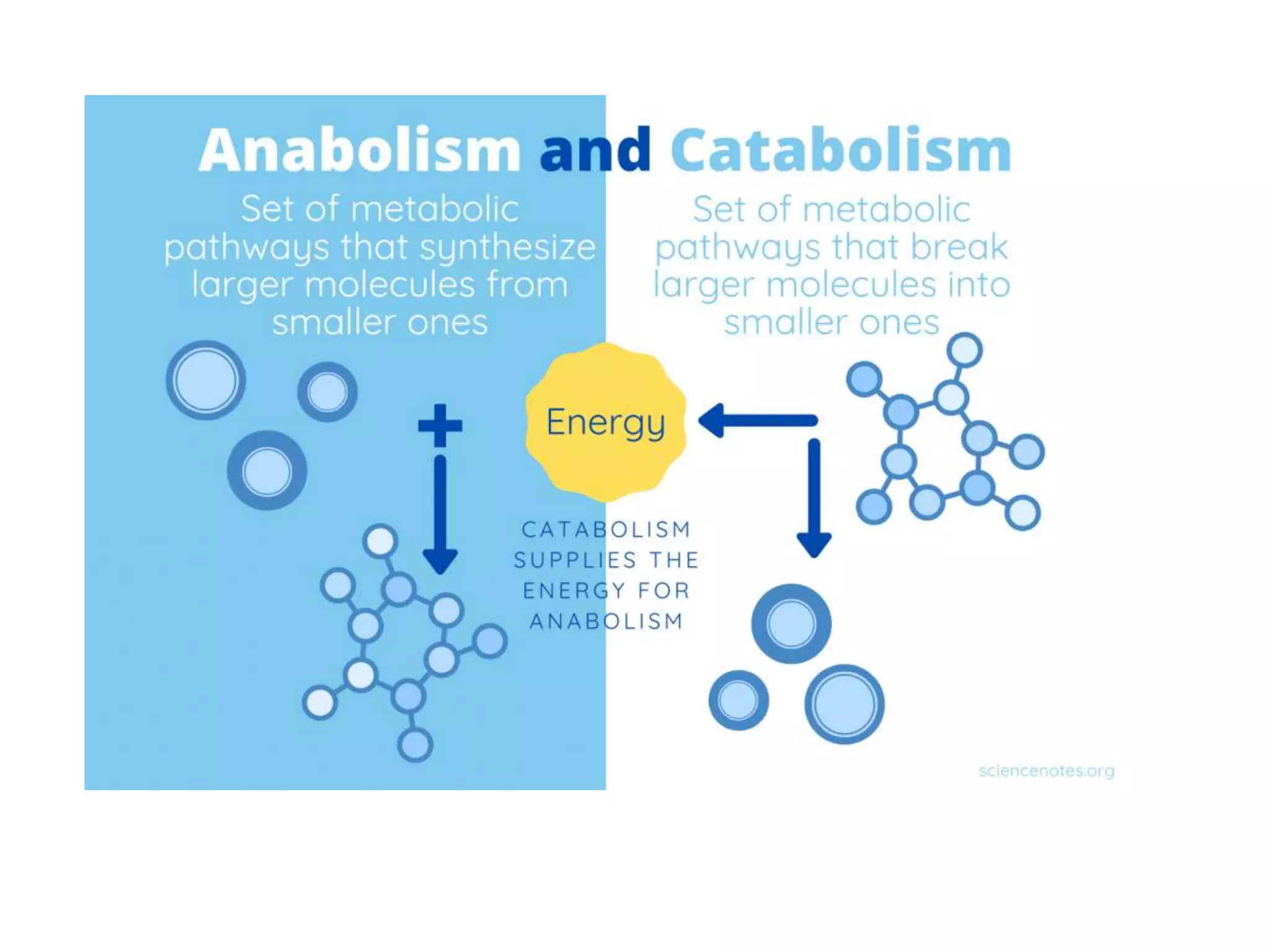 Heme catabolism | PPTX