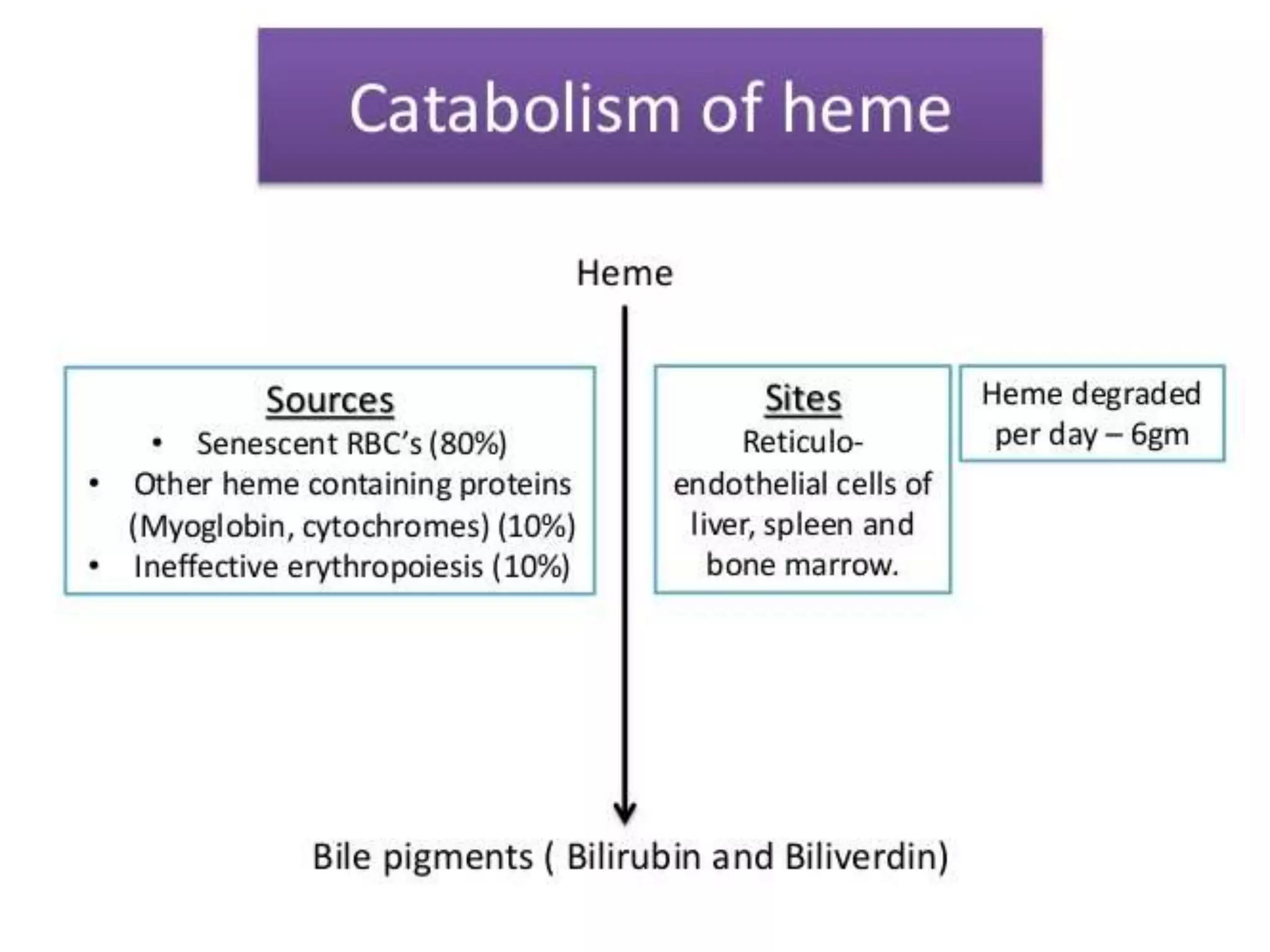 heme catabolism.pptx