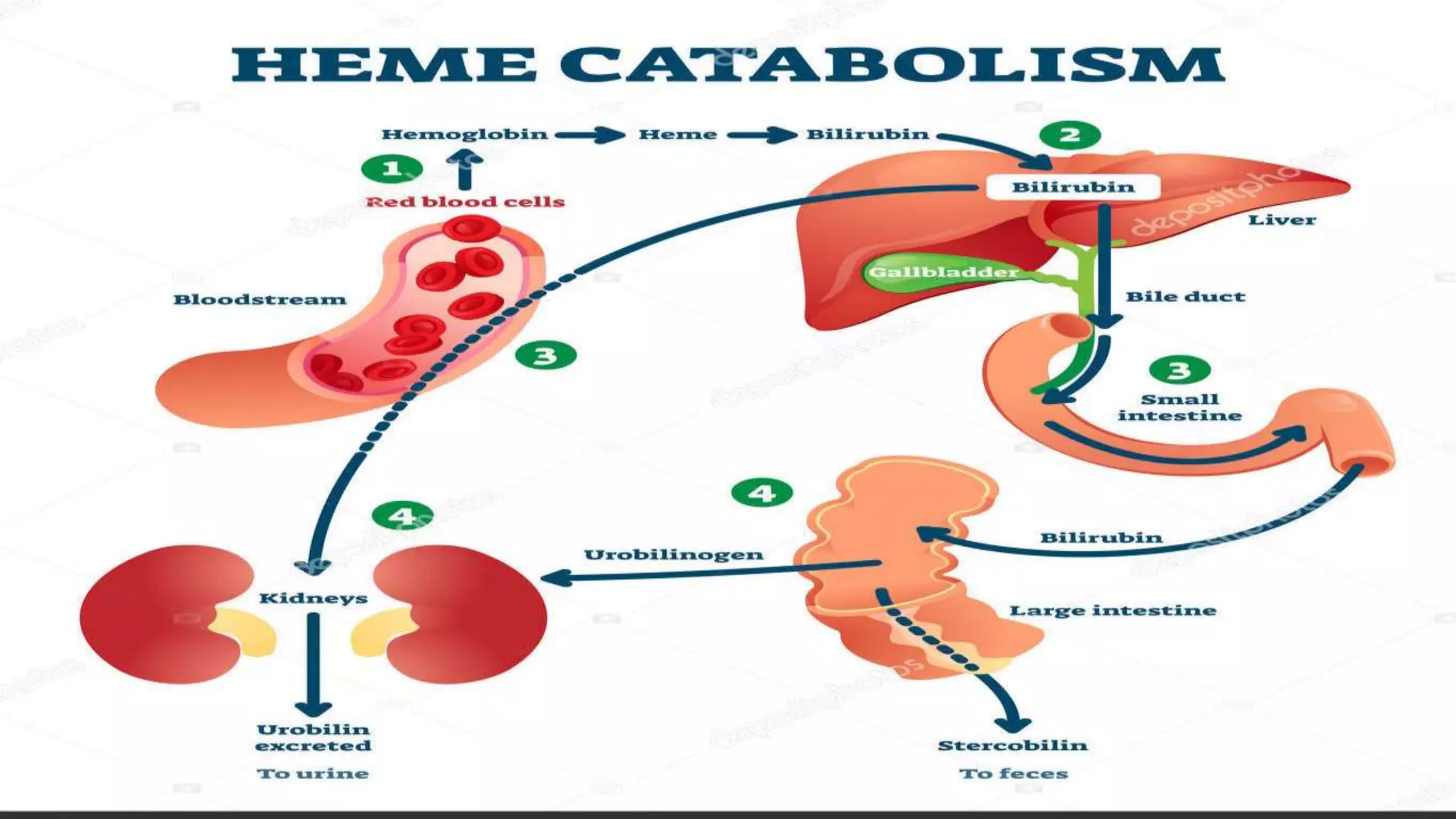Heme catabolism.pptx