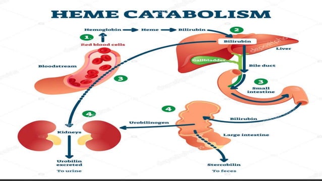 Heme catabolism.pptx