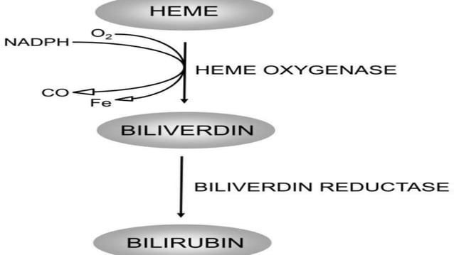 Heme catabolism.pptx