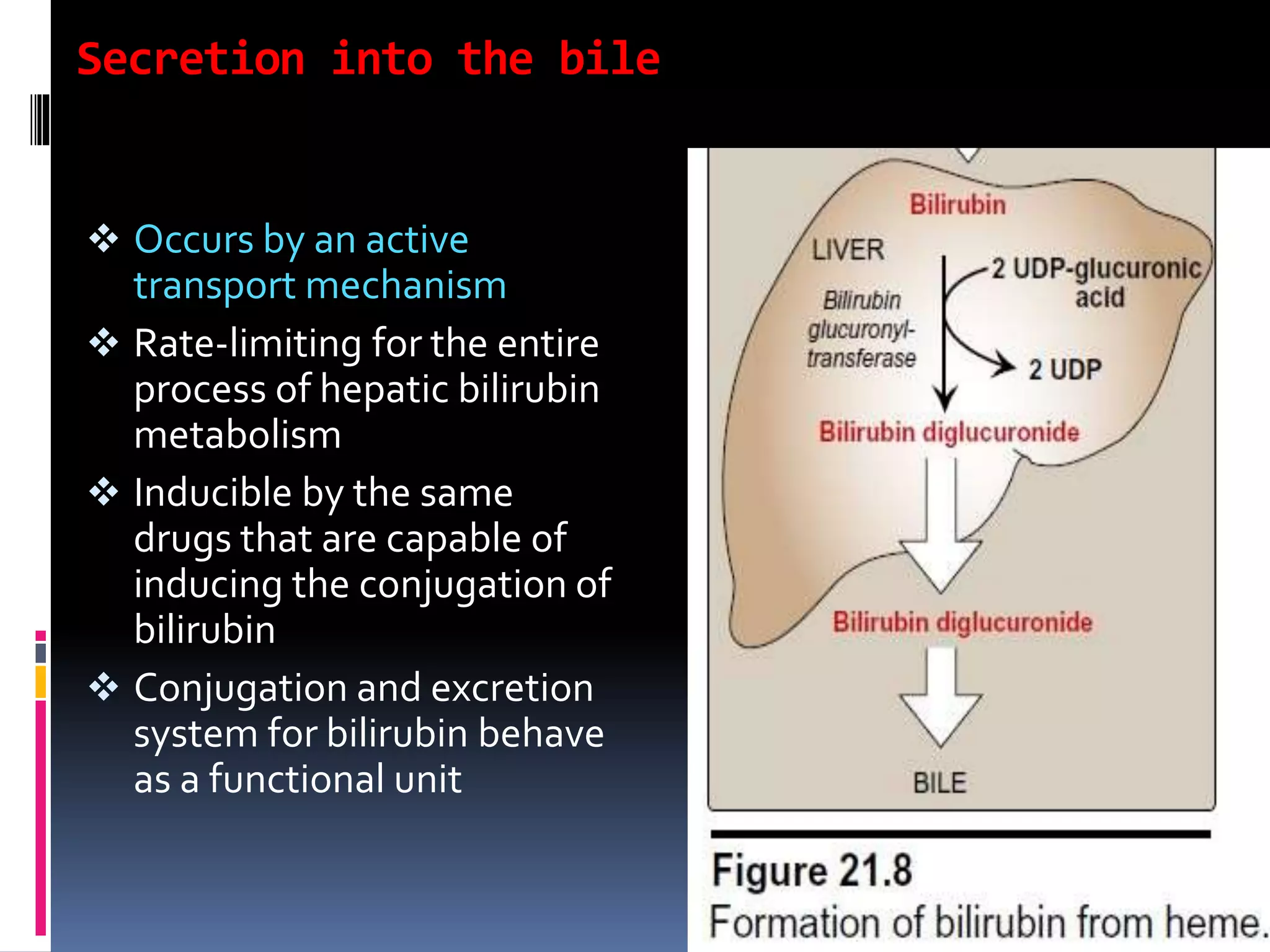 Heme Catabolism.ppt