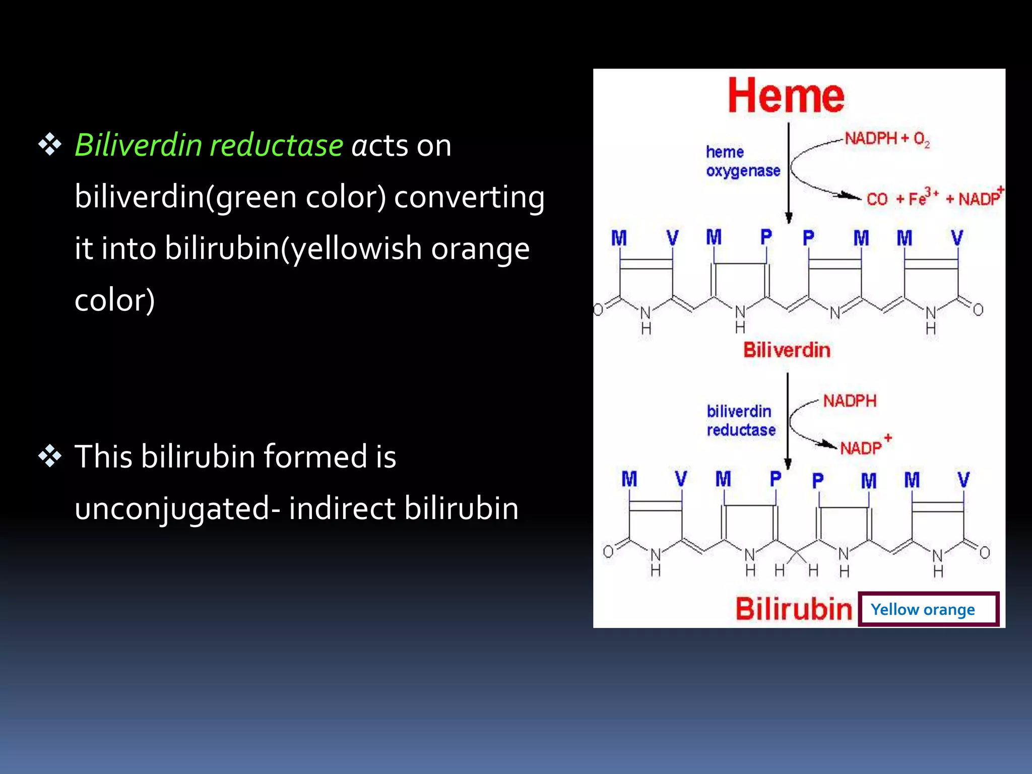 Heme Catabolism Ppt