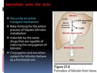 Heme Catabolism.ppt