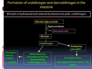 Heme Catabolism.ppt