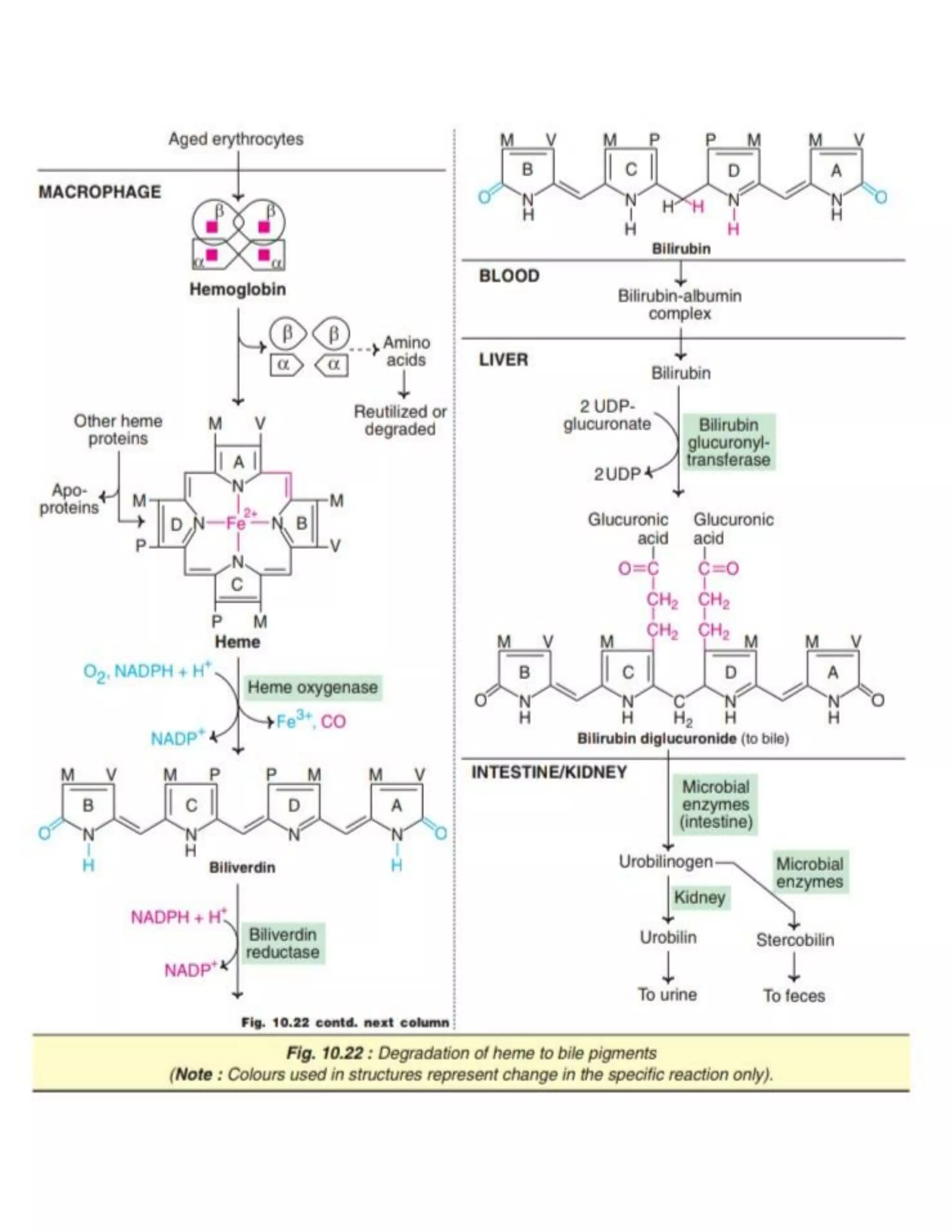 HEME CATABOLISM OR DEGRADATION | PDF