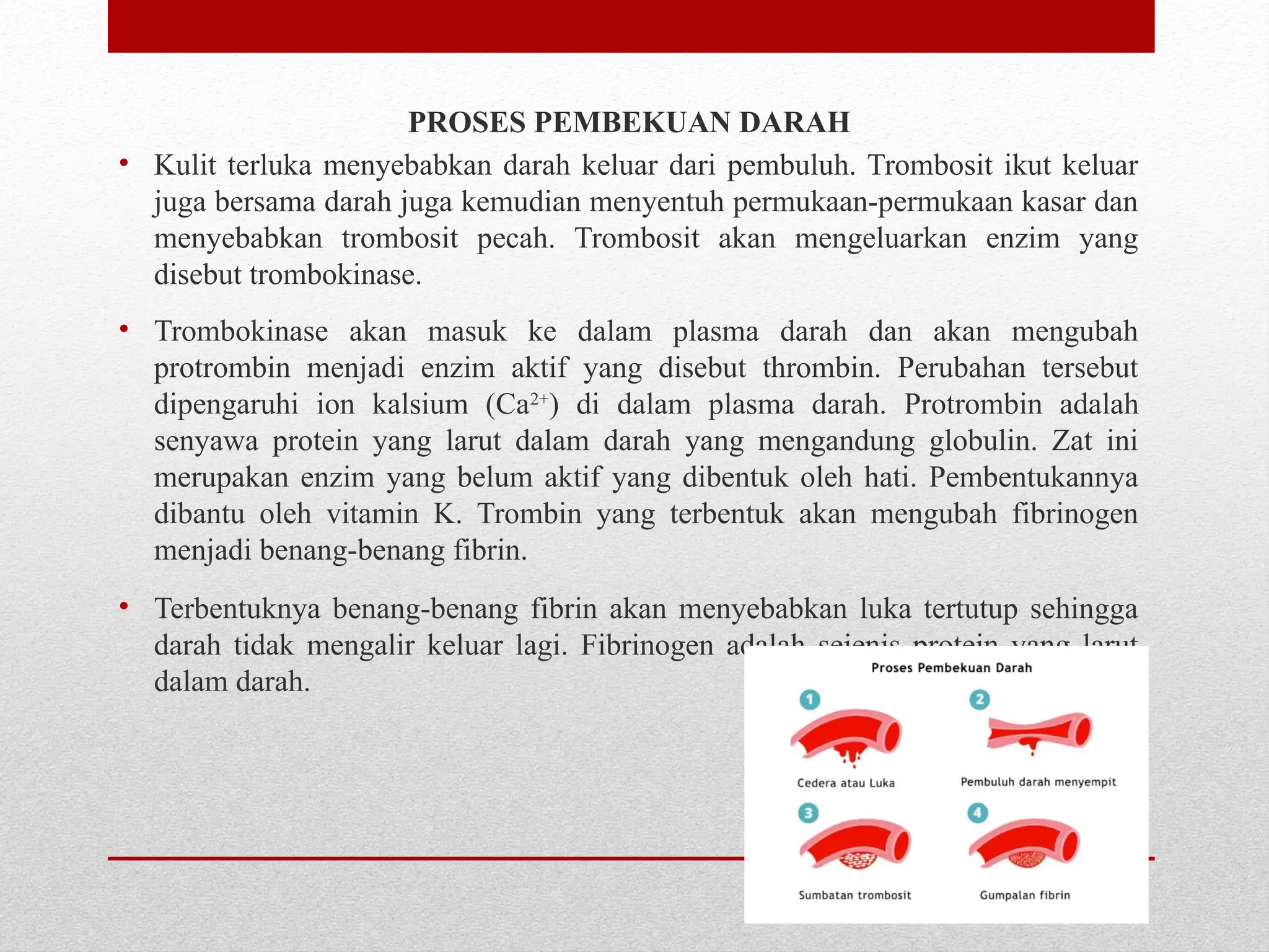HEME ,DARAH DAN PROTEIN PLASMA seldarah merah | PPT