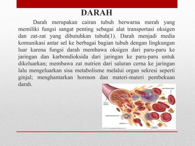 HEME ,DARAH DAN PROTEIN PLASMA seldarah merah | PPTX