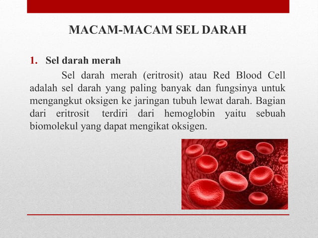 HEME ,DARAH DAN PROTEIN PLASMA seldarah merah | PPTX