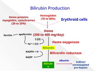Heme degradation and types of jaundice.pptx