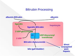 Heme degradation and types of jaundice.pptx
