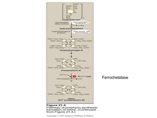 Heme metabolism | PPTX