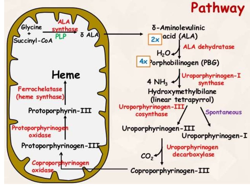 Heme metabolism