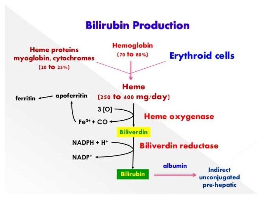 Heme metabolism