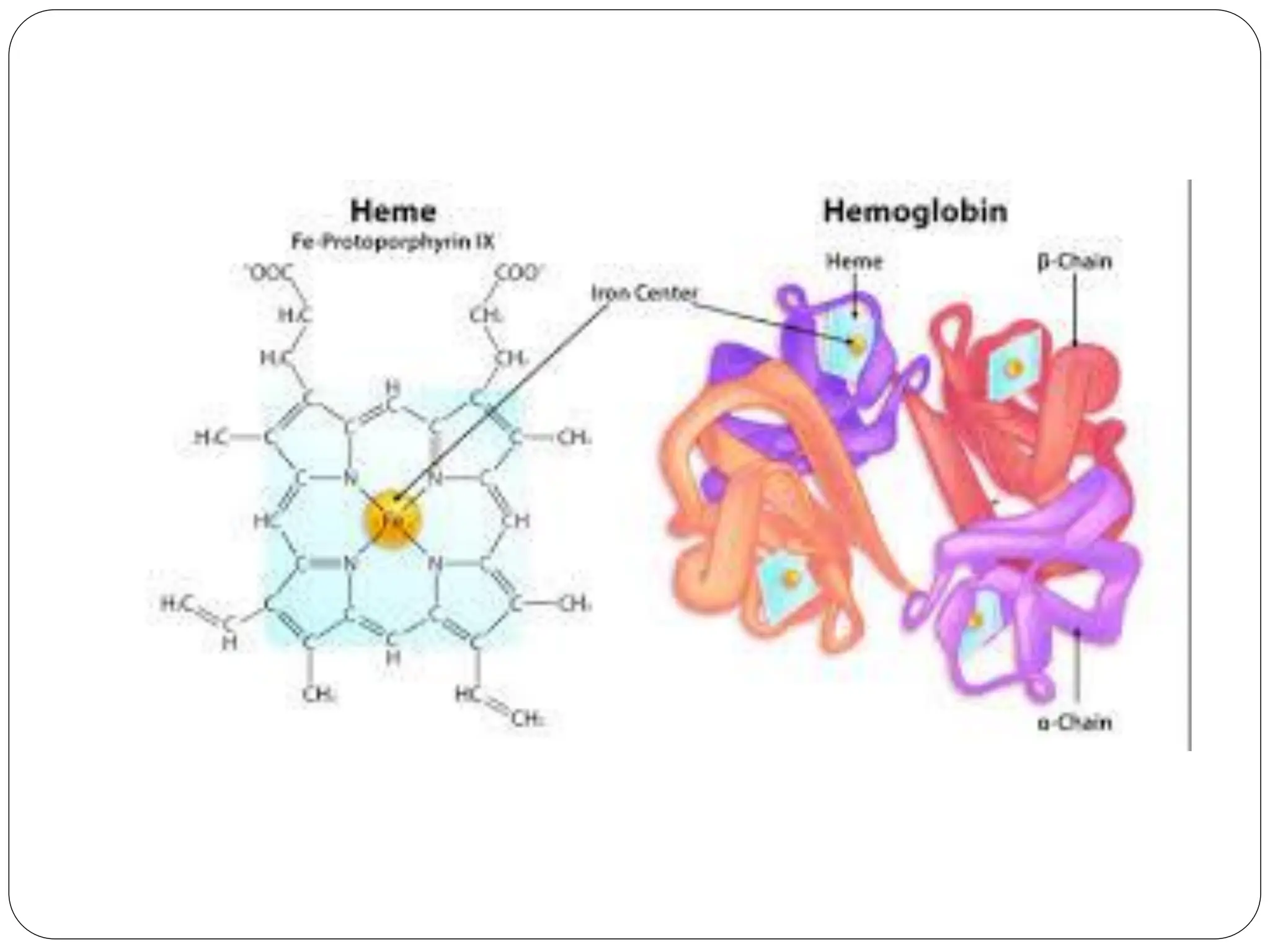 Heme metabolism.pdfvjgvgjvmjgcmgvjmgvjgmvjg | PDF