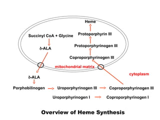 Heme_metabolism and porphyria cutaneous manifestation | PPT