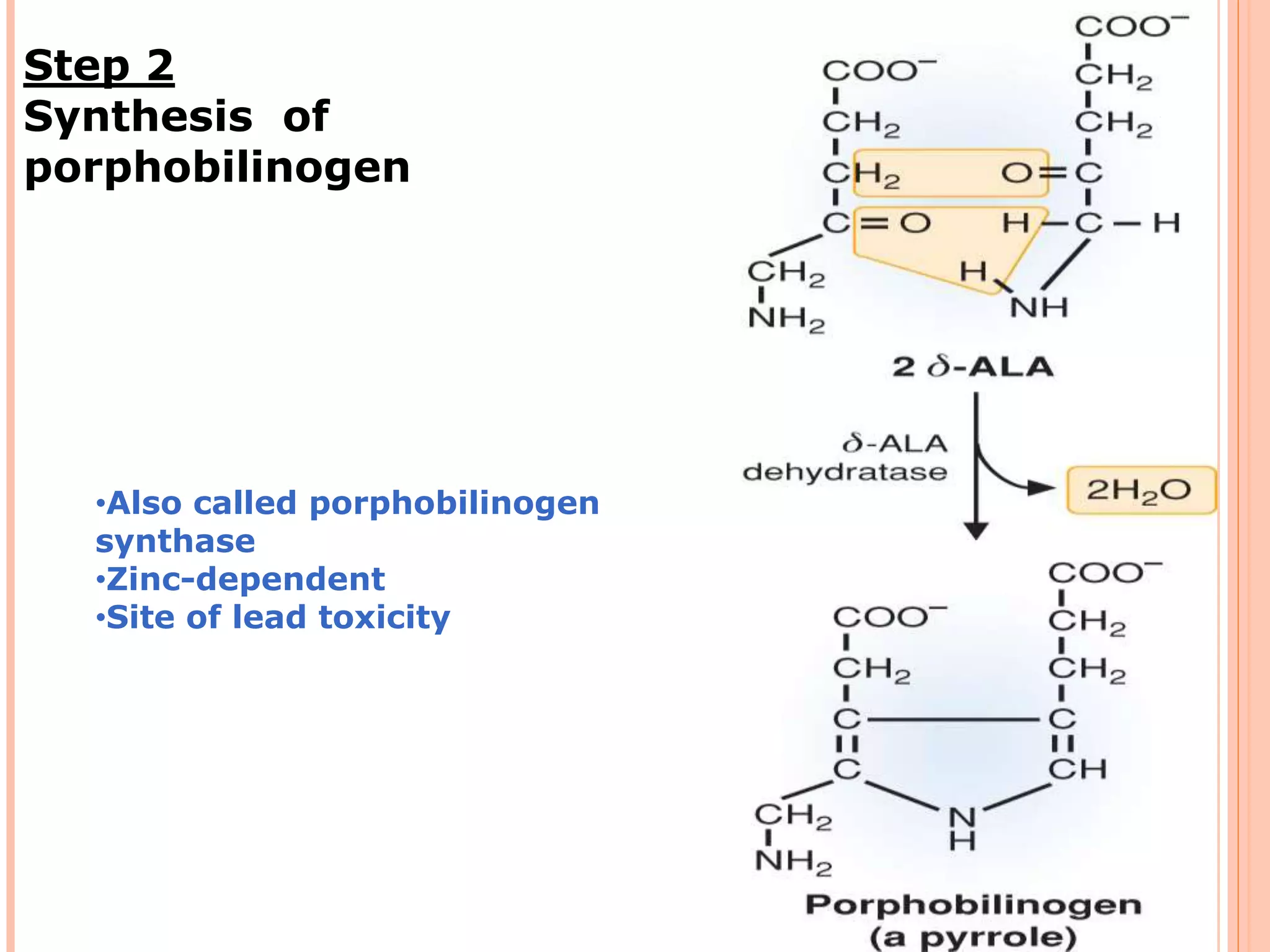 Heme metabolism I & II.pptx