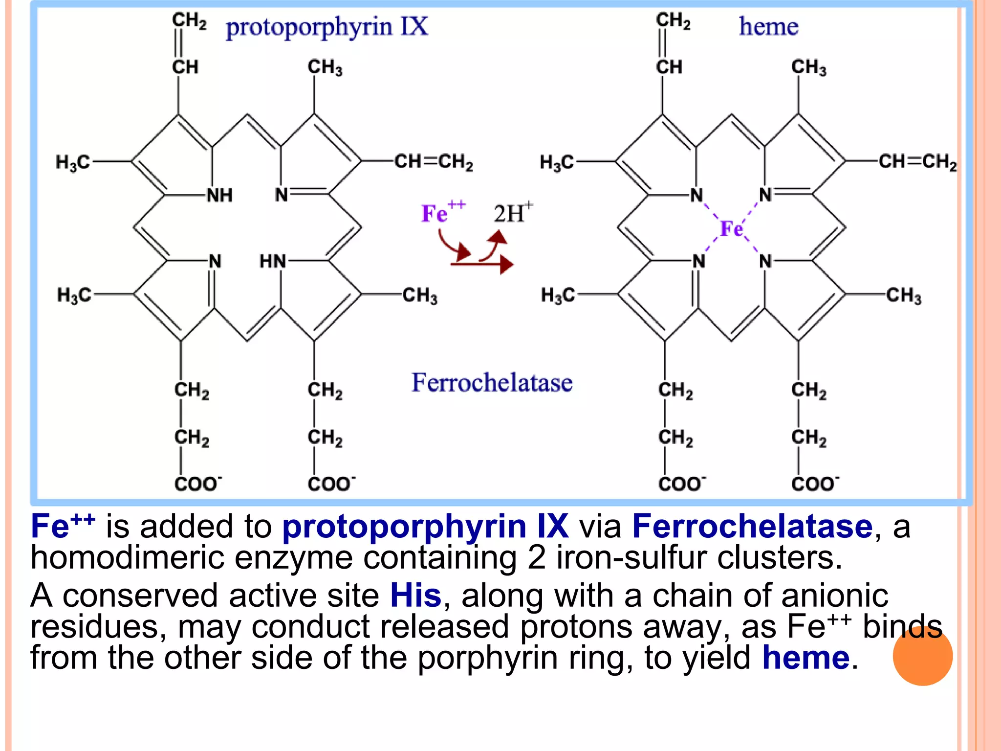 Heme metabolism I & II.pptx