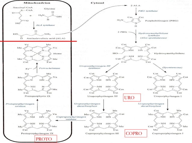 Heme metabolism I & II.pptx | Blood Disorders | Diseases and Conditions