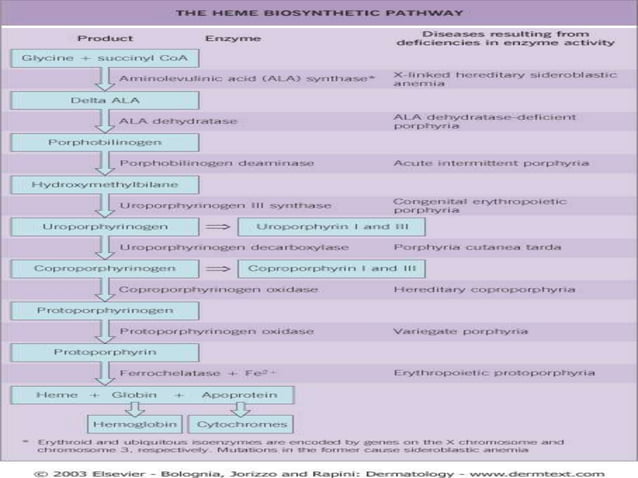 Heme metabolism I & II.pptx | Blood Disorders | Diseases and Conditions