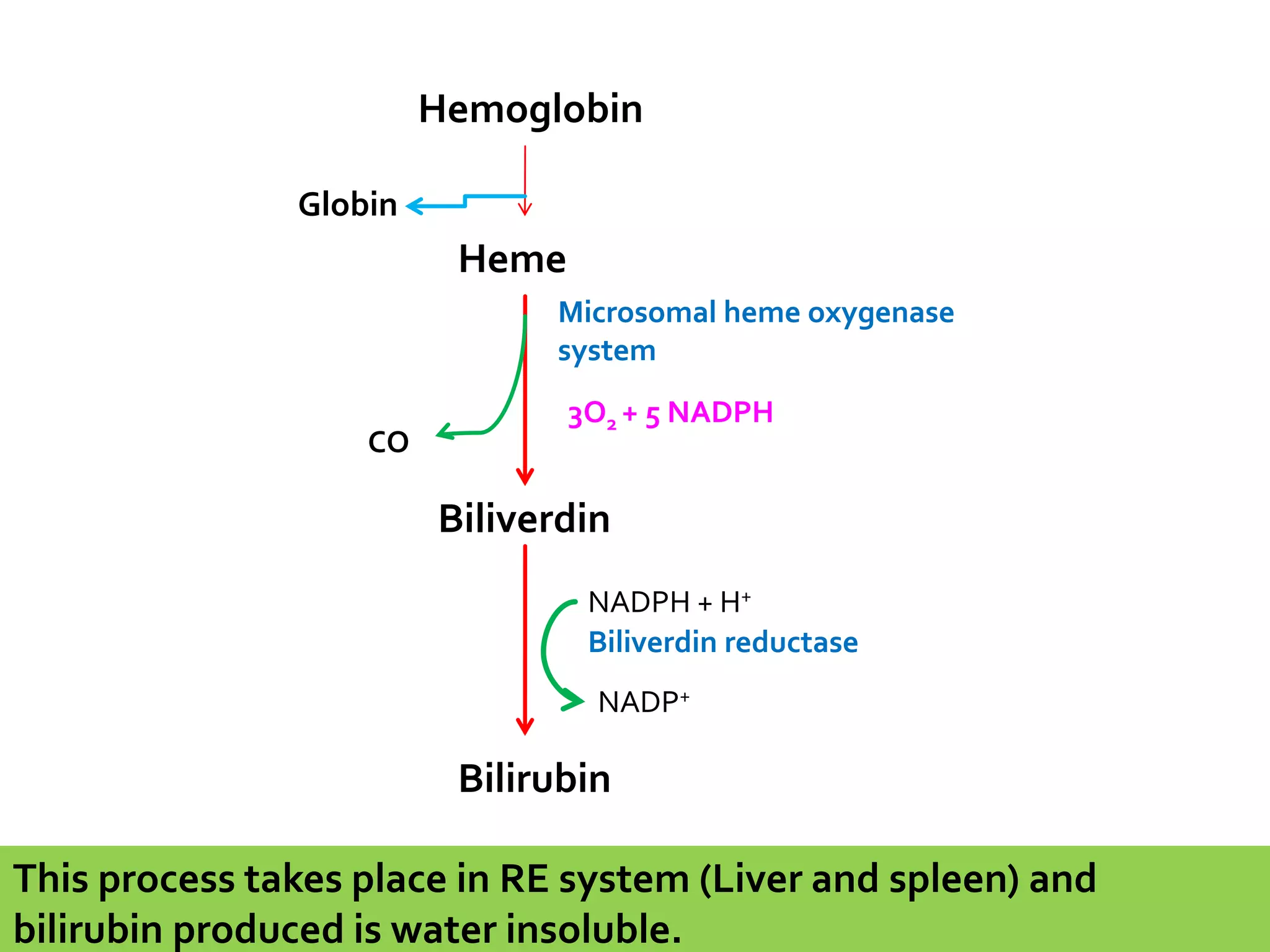 Heme metabolism & jaundice | PPTX