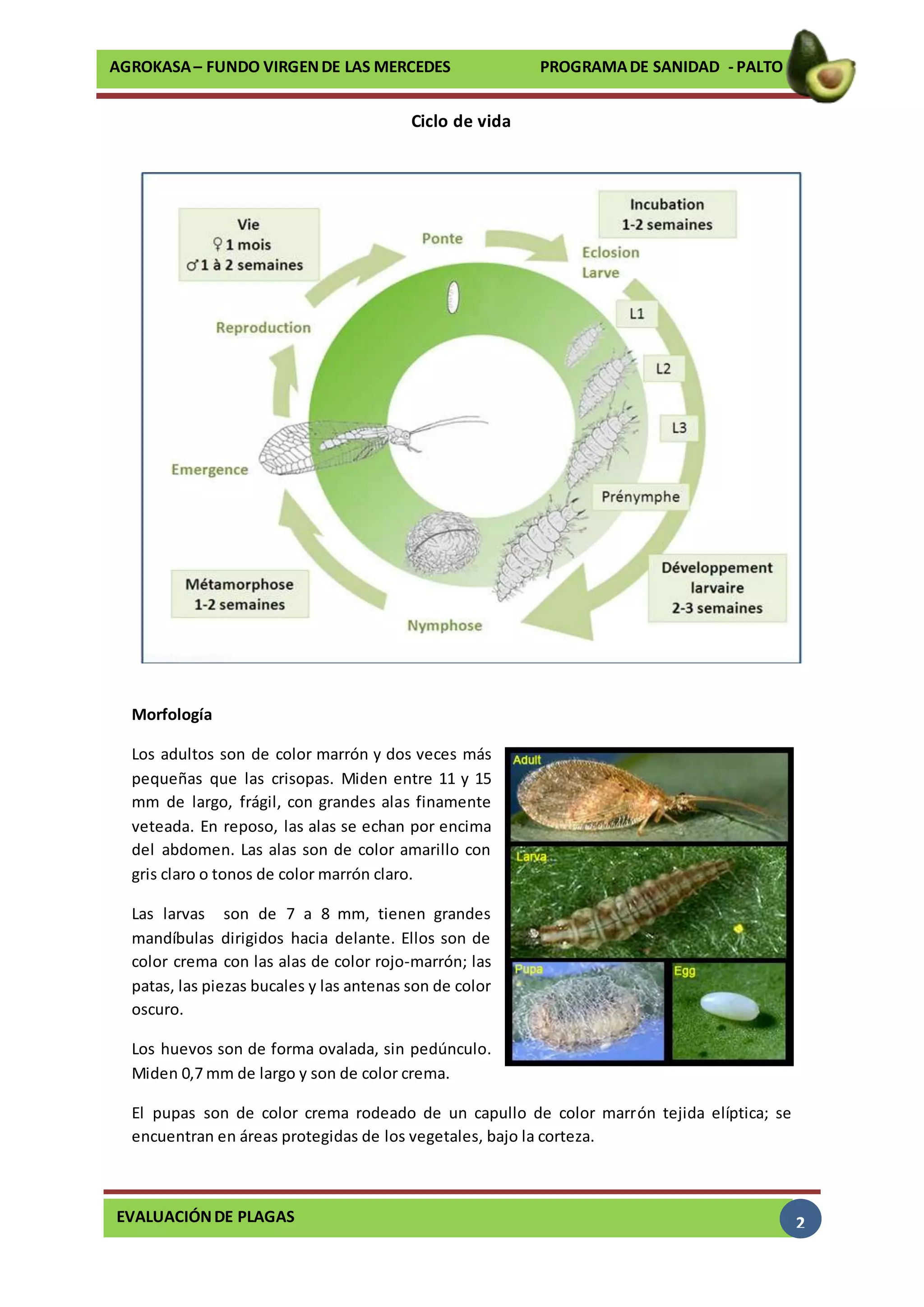 Hemerobius | DOCX