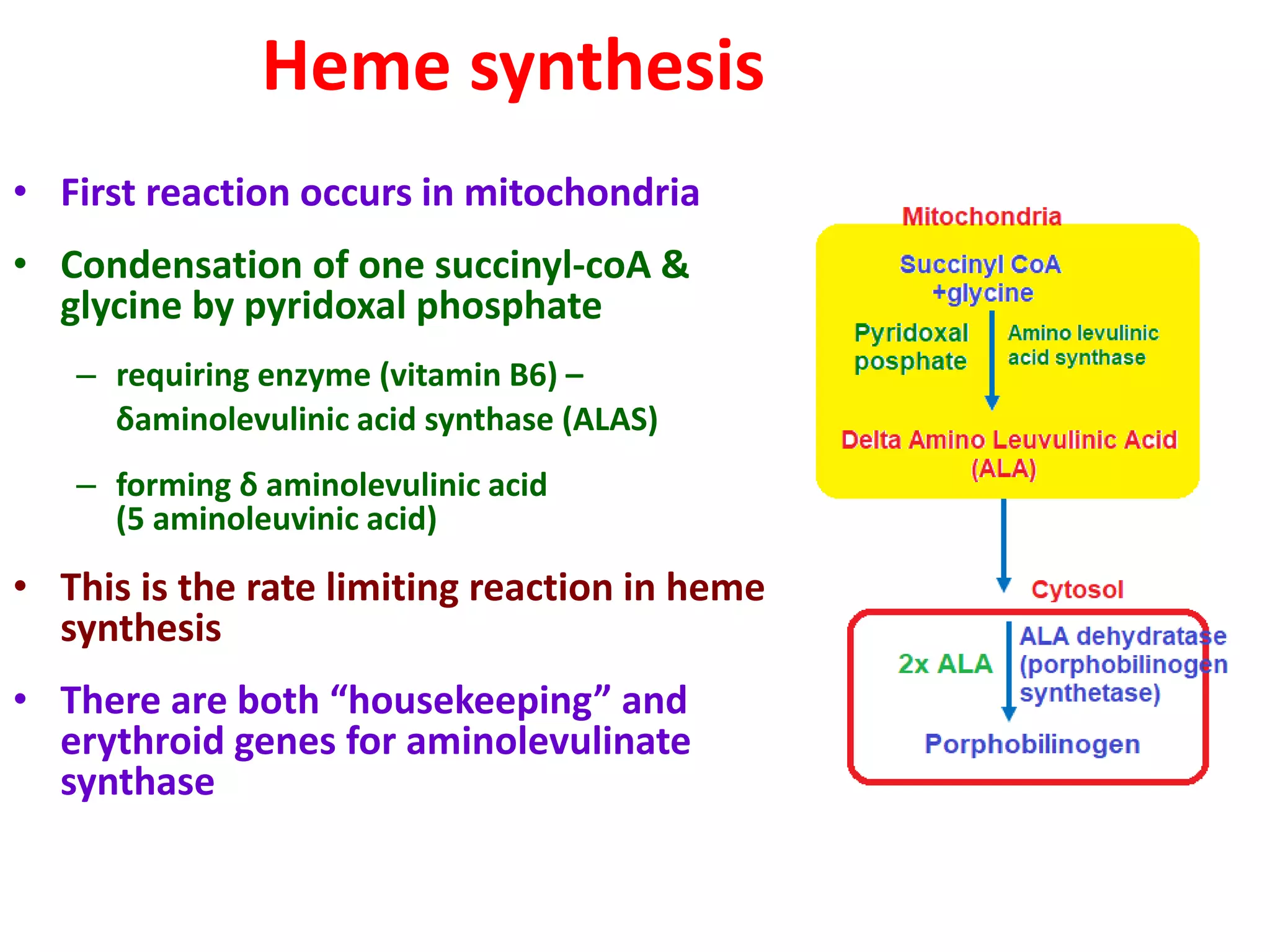 Heme synthesis | PPTX
