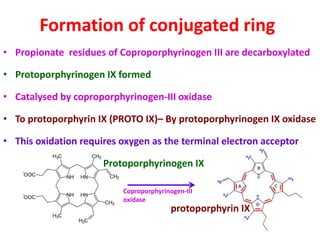 Heme synthesis | PPTX