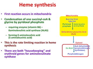 Heme synthesis | PPTX